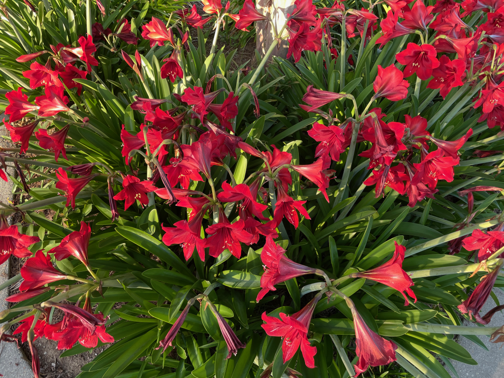 Late Bloomer - Leslie Anne Tarabella